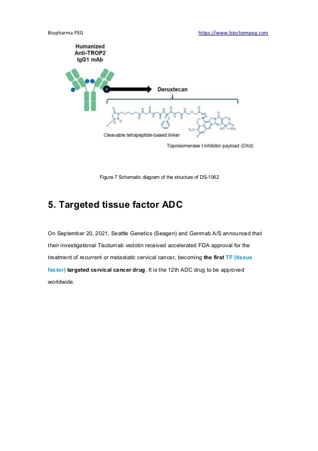 ADC Drugs For Non-small Cell Lung Cancer.pdf