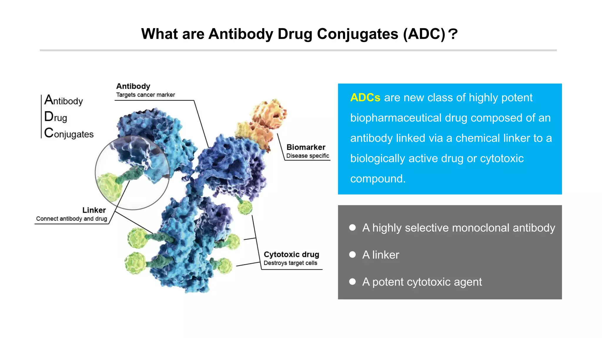 The basic knowledge of Antibody-drug conjugates (ADC) - Creative ...