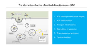 The basic knowledge of Antibody-drug conjugates (ADC) - Creative ...