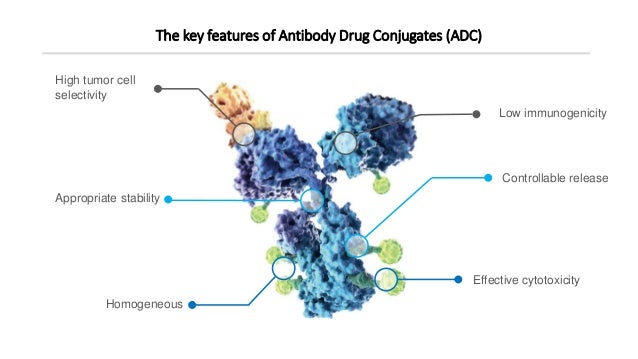 The basic knowledge of Antibody-drug conjugates (ADC) - Creative Biol…