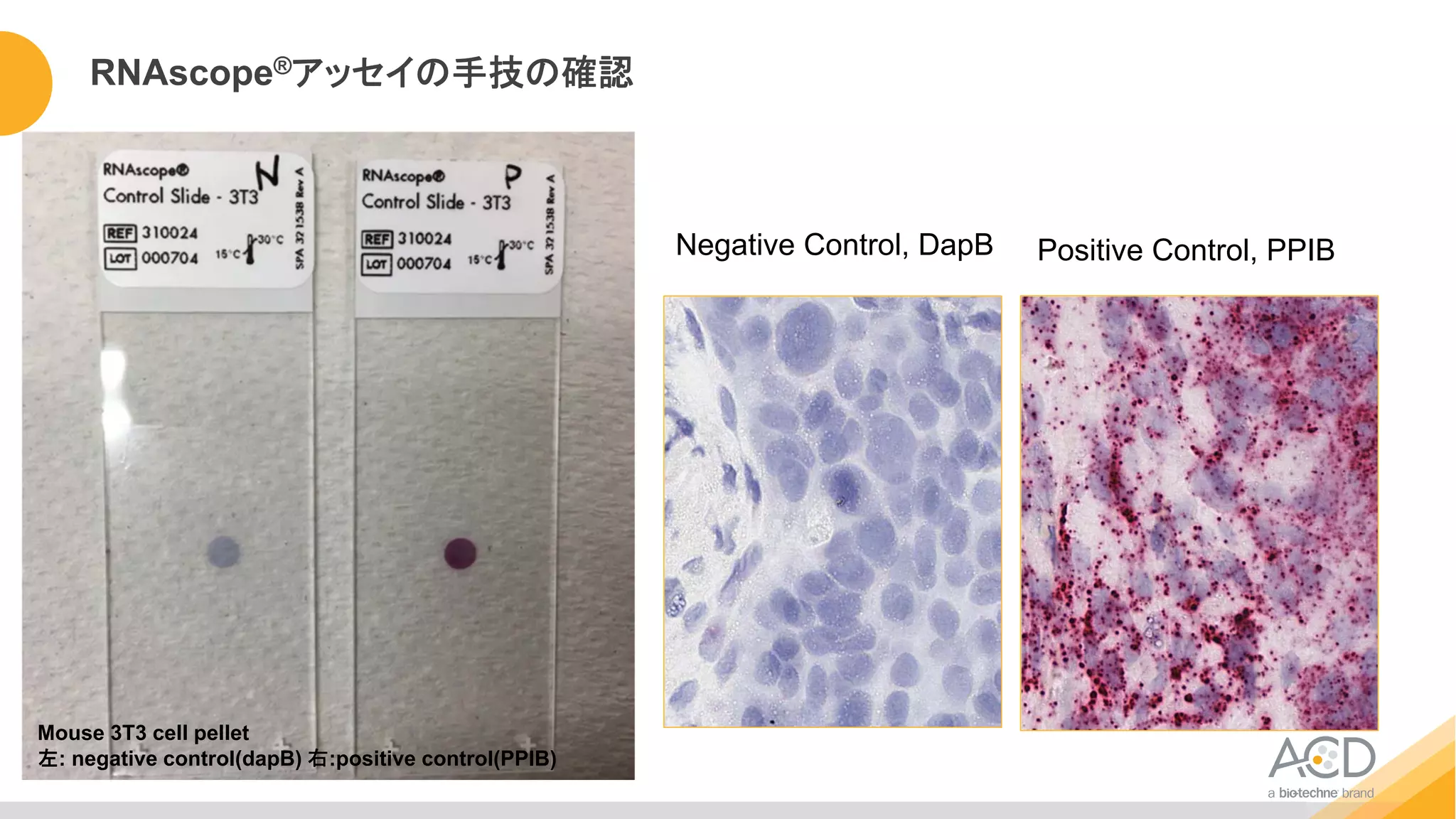 RNAscope® アッセイ概要 | PDF