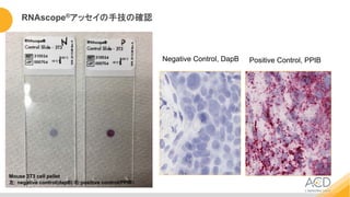 RNAscope® アッセイ概要 | PDF
