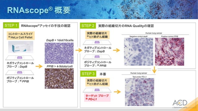RNAscope® アッセイ概要 | PDF