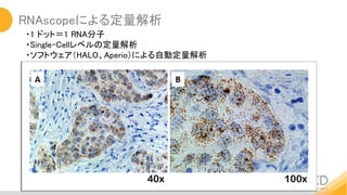 RNAscope® アッセイ概要 | PDF