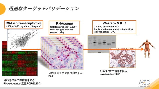 RNAscope® アッセイ概要 | PDF