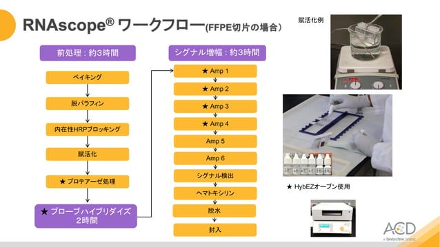 RNAscope® アッセイ概要 | PDF