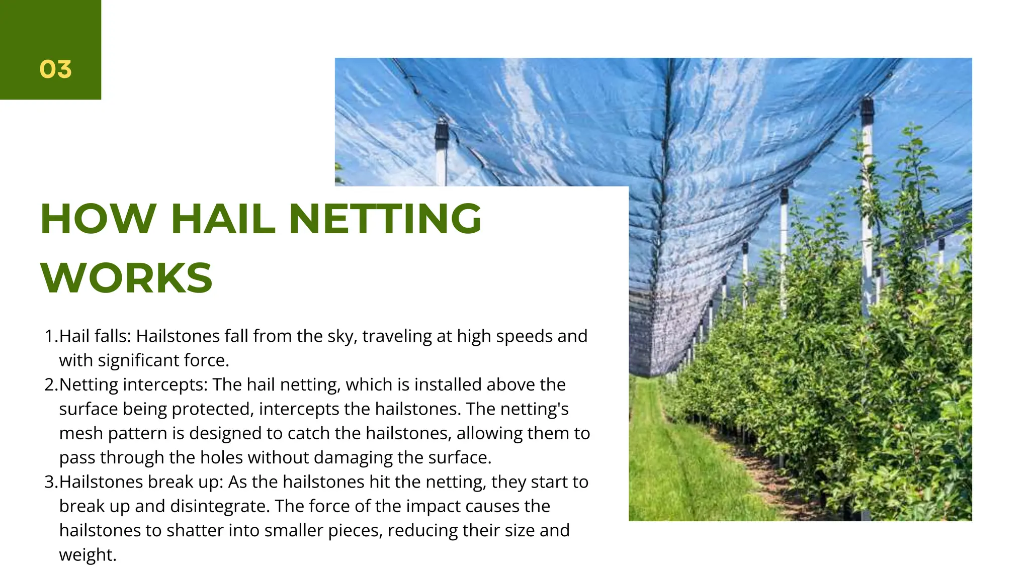 Hail Netting:Protecting Crops from Nature's Fury | PPTX