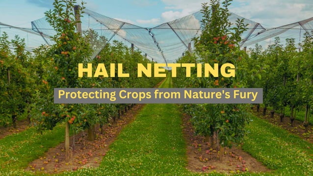 Hail Netting:Protecting Crops from Nature's Fury | PPT
