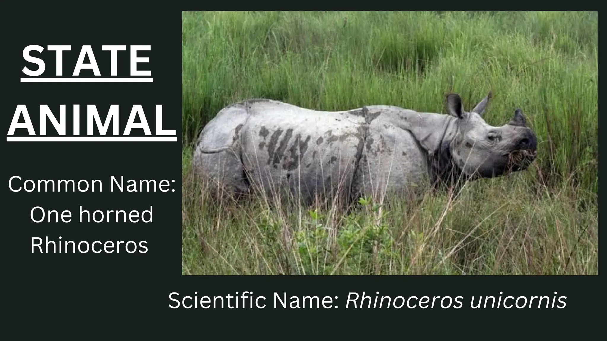 Flora and Fauna of Assam Wildlife biology | PDF
