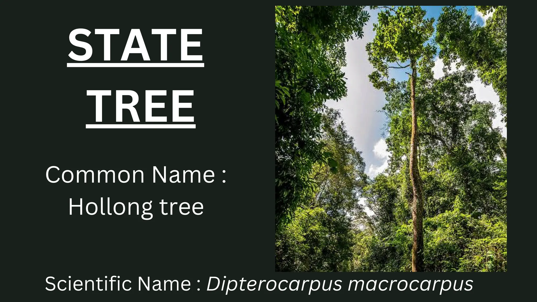 Flora and Fauna of Assam Wildlife biology | PDF