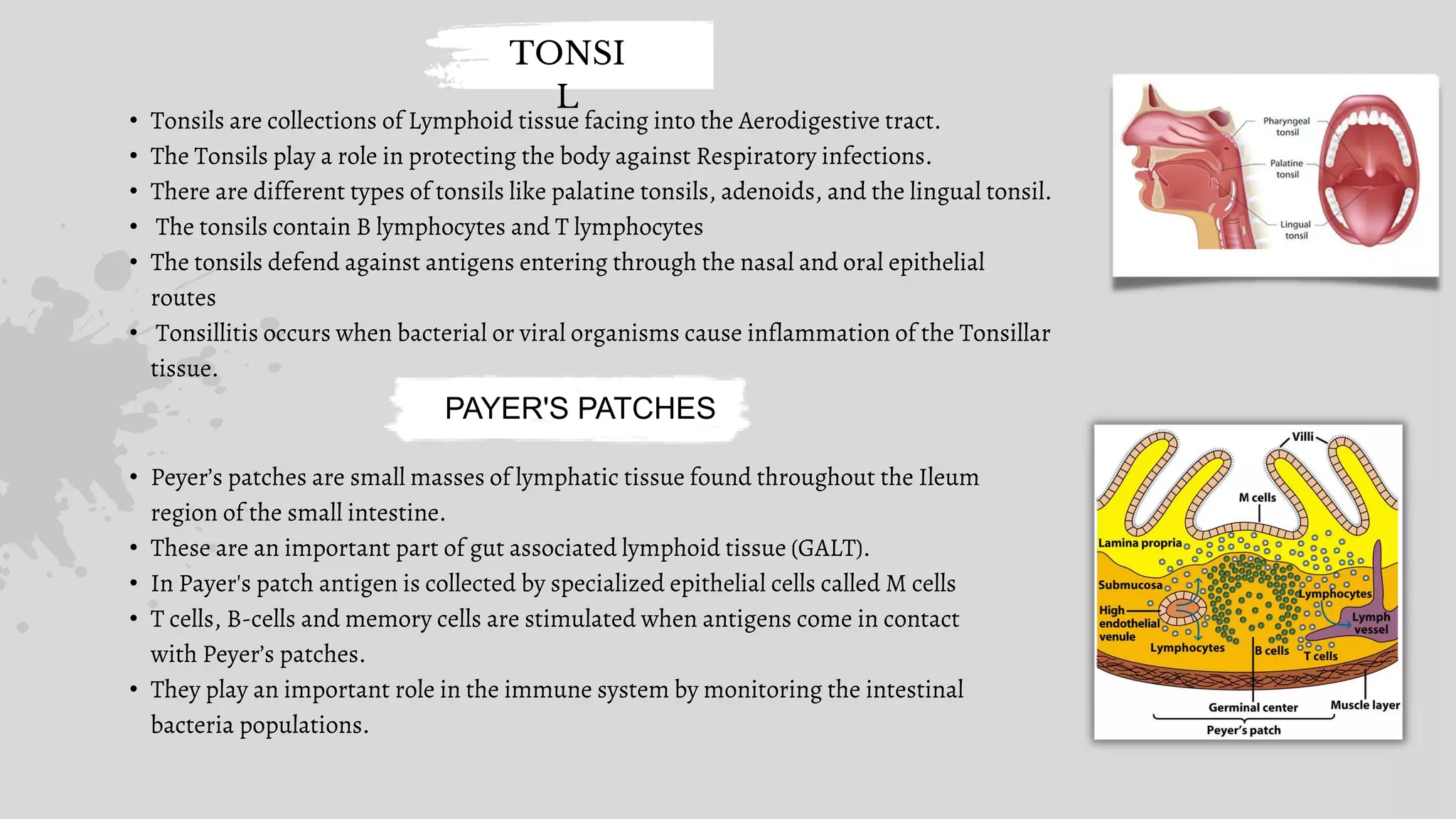 Organs of immune system | PPTX