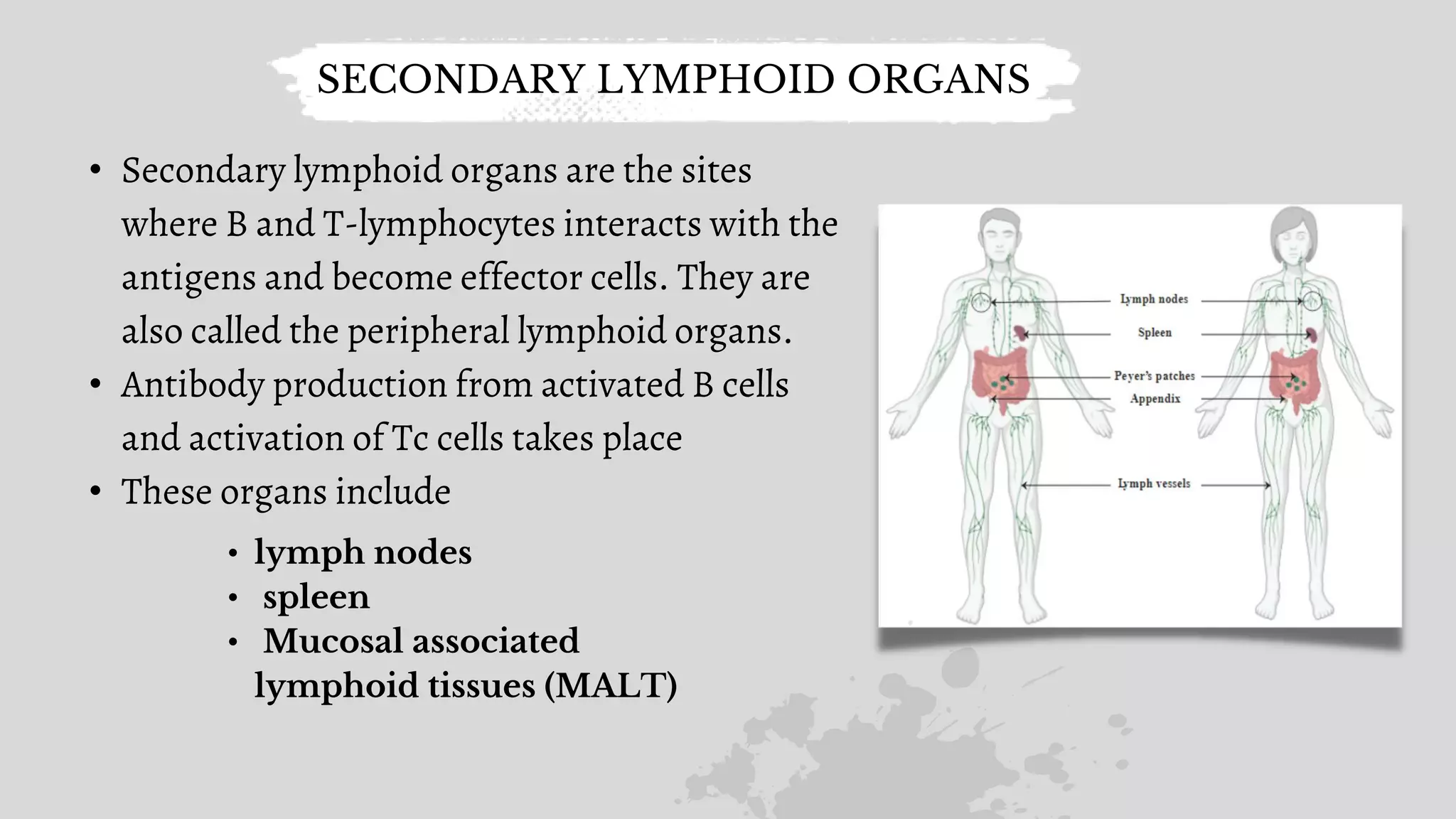 Organs of immune system | PPTX
