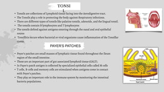 Organs of immune system | PPTX