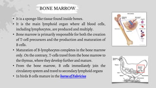 Organs of immune system | PPTX