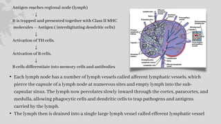 Organs of immune system | PPTX