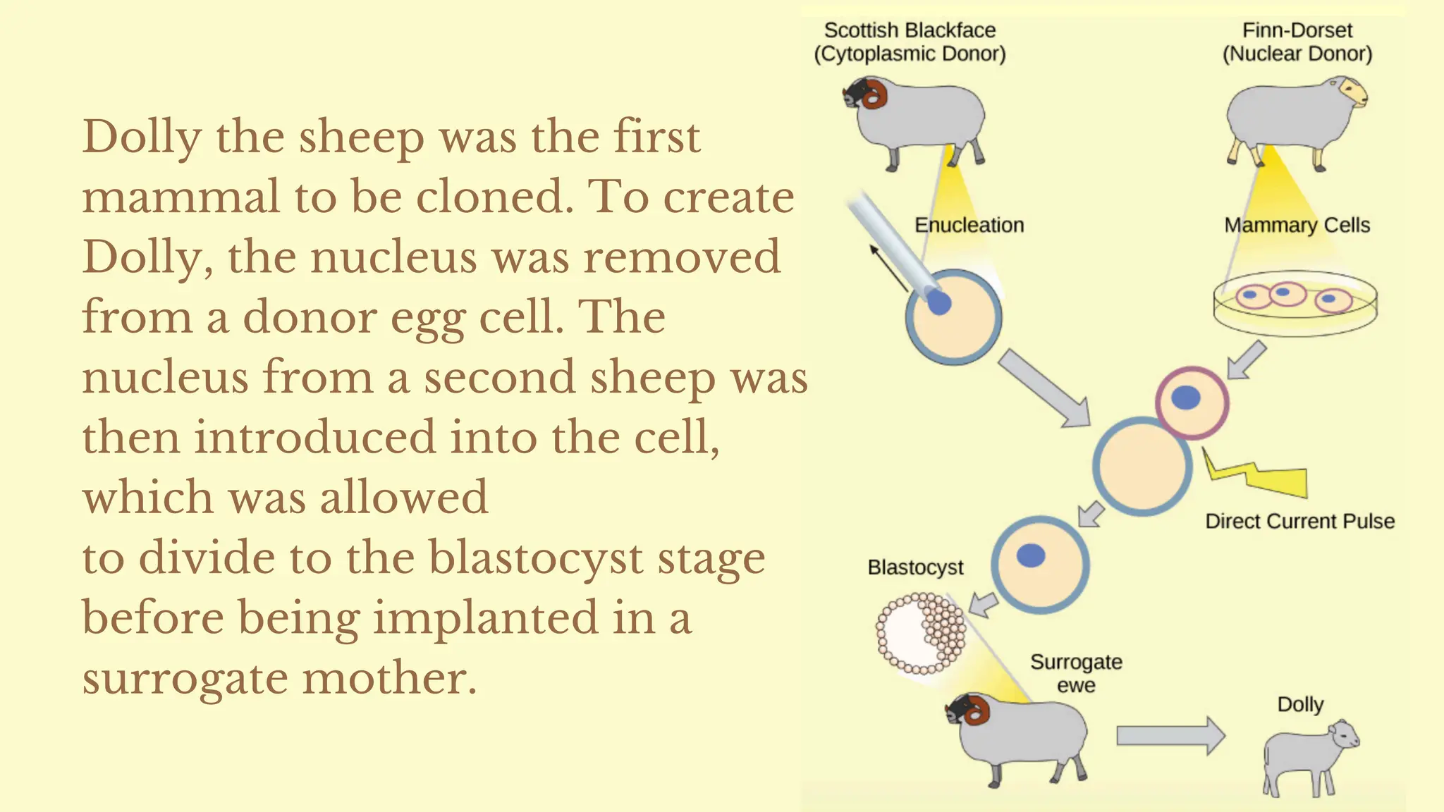 Biotechnology: Revolutionizing the Future | PDF