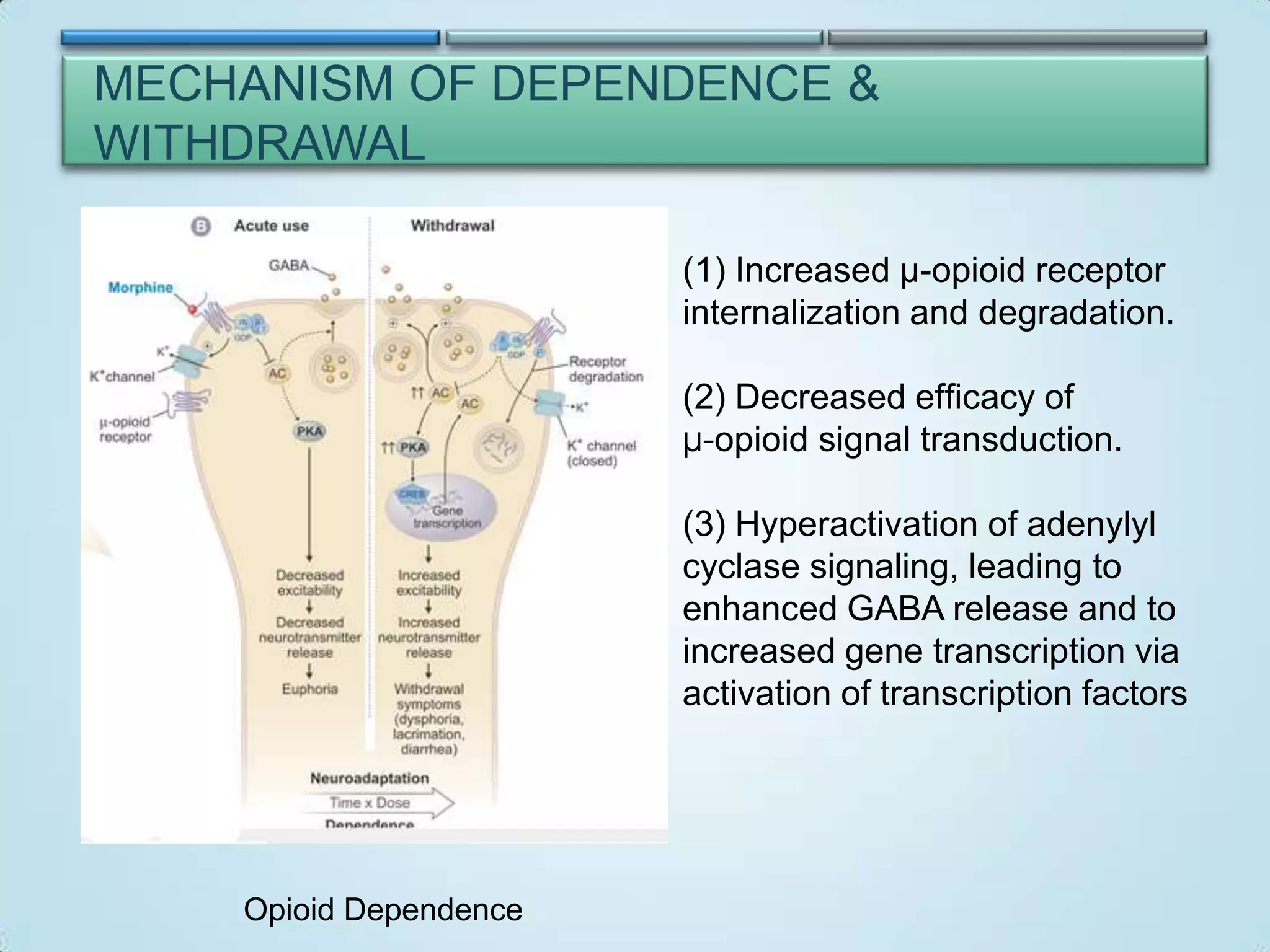 Addiction circuitry in human brain | PPTX