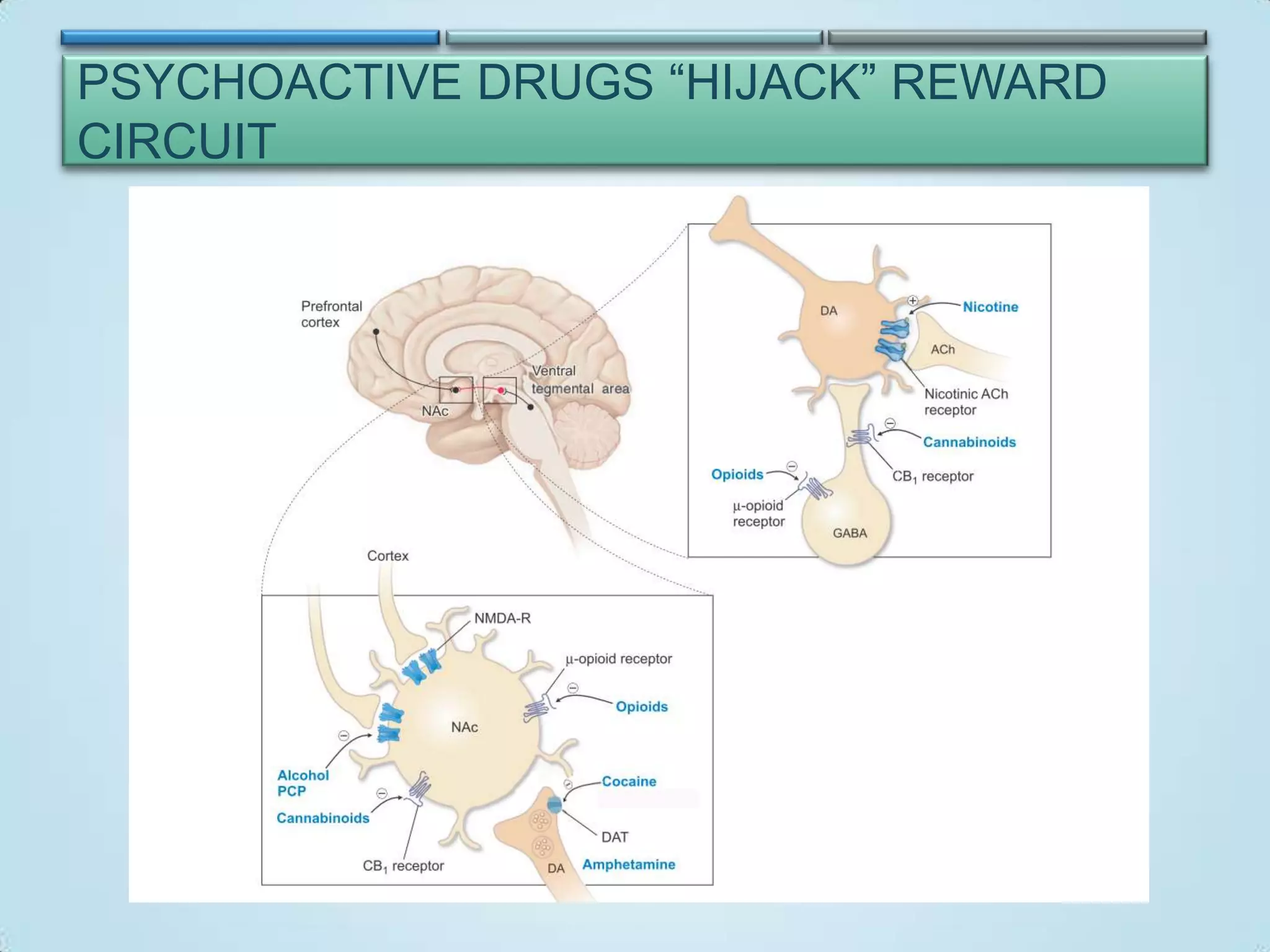 Addiction circuitry in human brain | PPTX