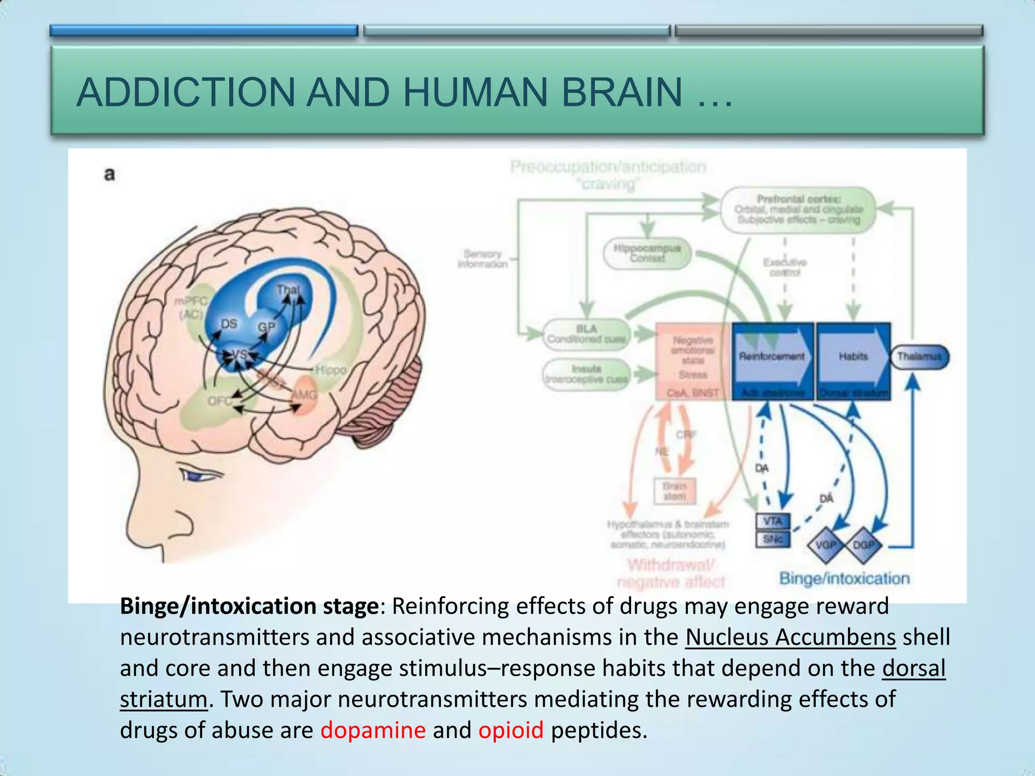 Addiction circuitry in human brain | PPTX