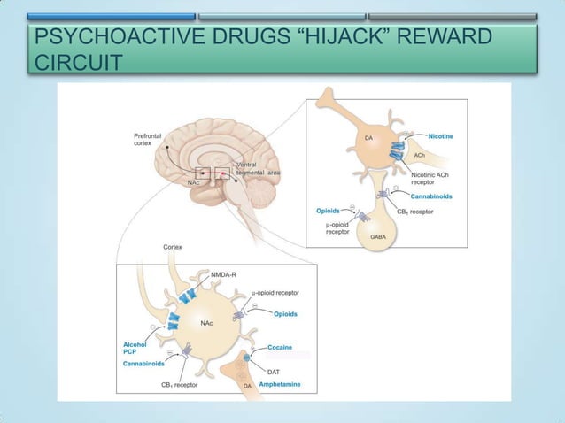 Addiction circuitry in human brain | PPTX | Substance Abuse | Diseases ...