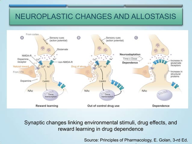 Addiction circuitry in human brain | PPTX | Substance Abuse | Diseases ...
