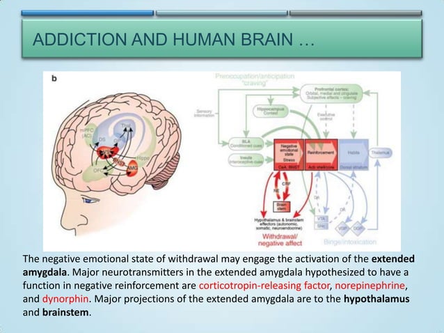 Addiction circuitry in human brain | PPTX | Substance Abuse | Diseases ...