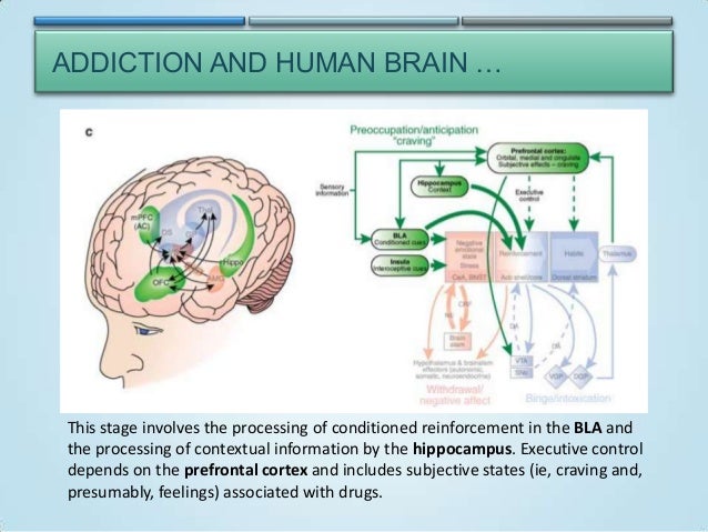 Addiction circuitry in human brain