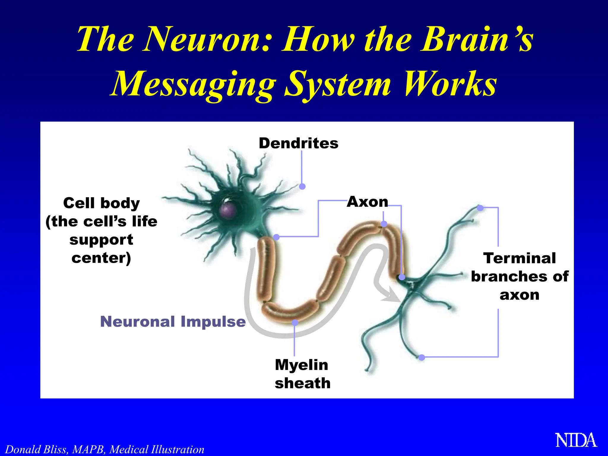 Neurobiology of drug abuse and addiction_NIDA | PPT