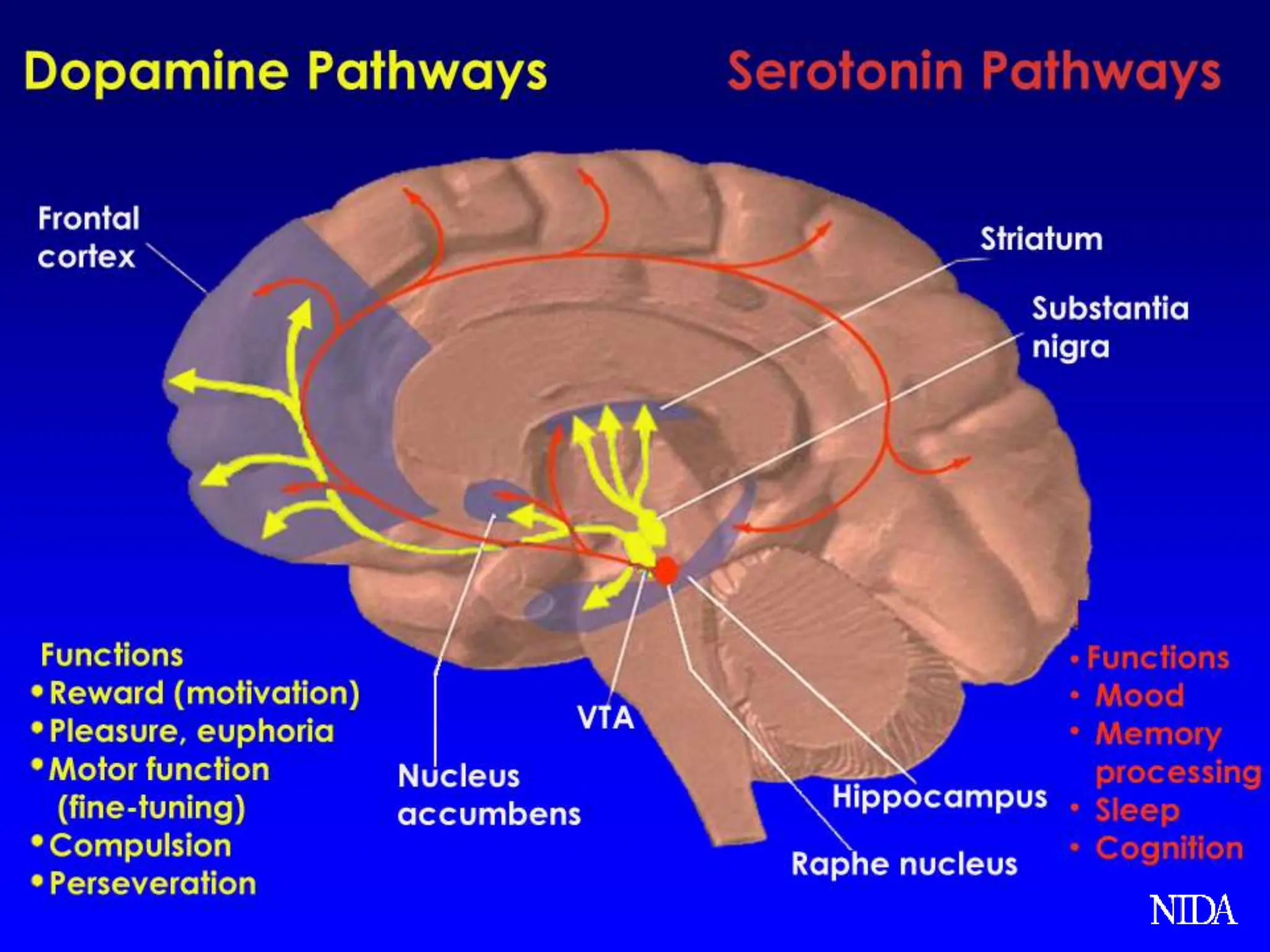 Neurobiology of drug abuse and addiction_NIDA | PPT