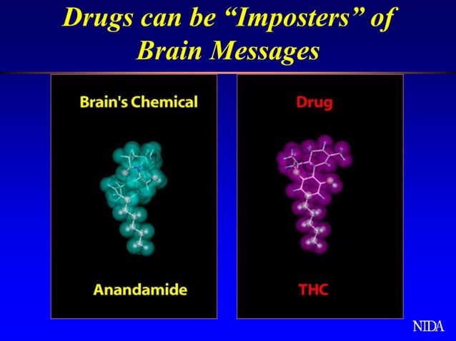 Neurobiology of drug abuse and addiction_NIDA | PPT