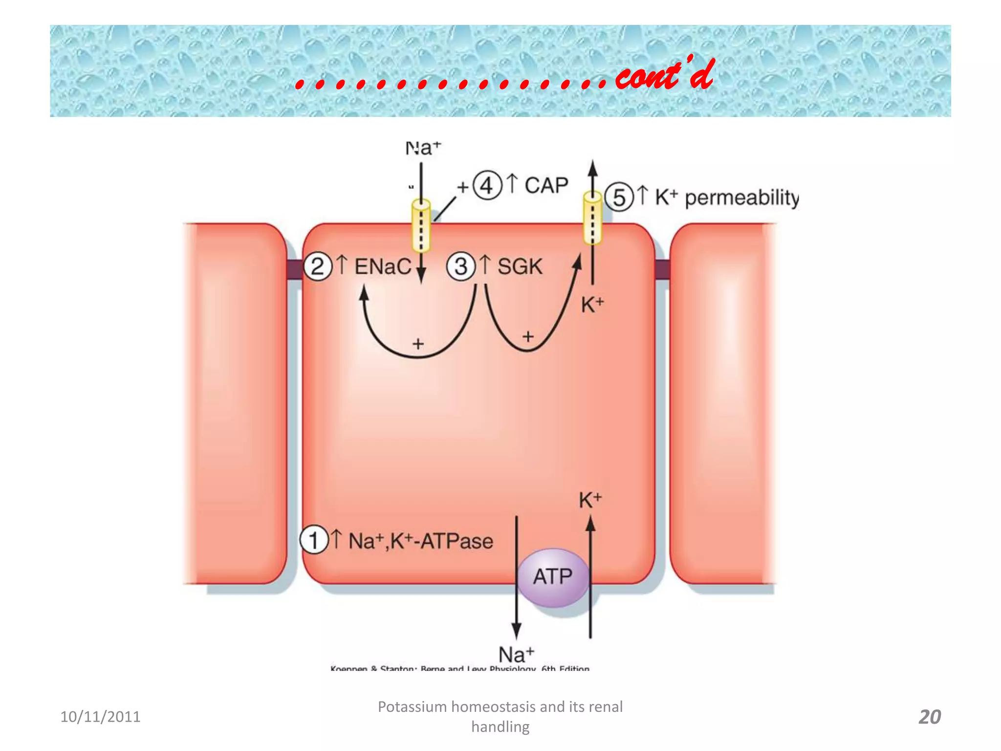 potassium homeostasis and its renal handling | PPTX