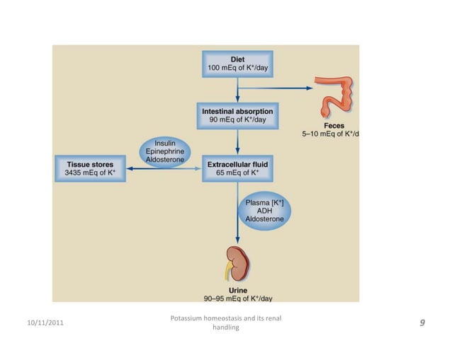 potassium homeostasis and its renal handling | PPTX
