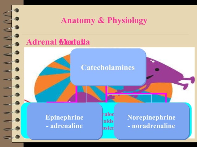 Addison's Disease powerpoint | PPT