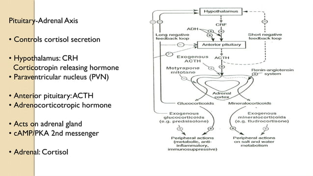 Addisonian crisis; Identification, intervention and follow up | PPTX