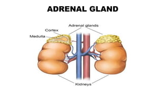 addisons disease, it's pathogenesis and management | PPTX
