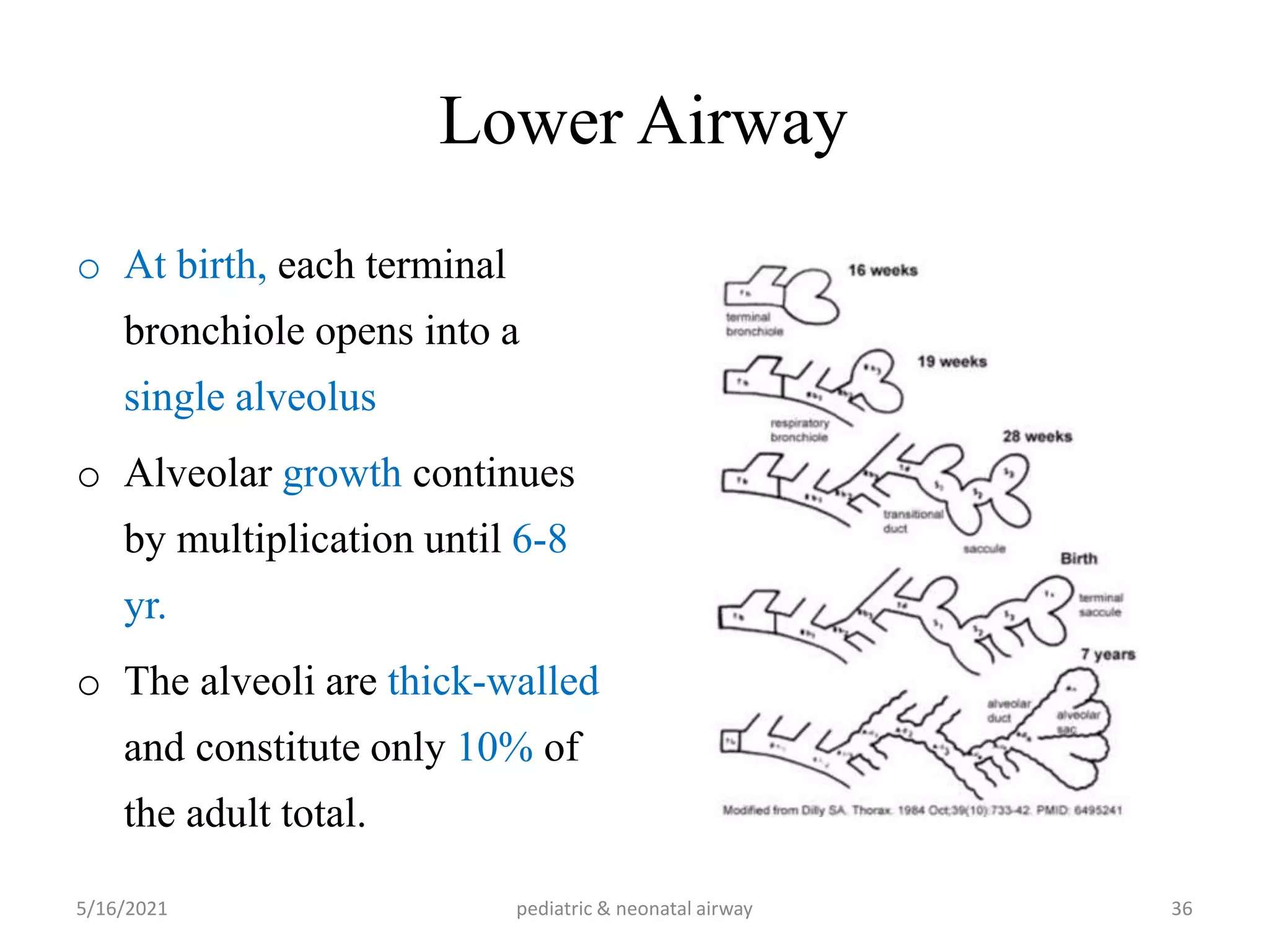 pediatrics airway anatomy | PPTX