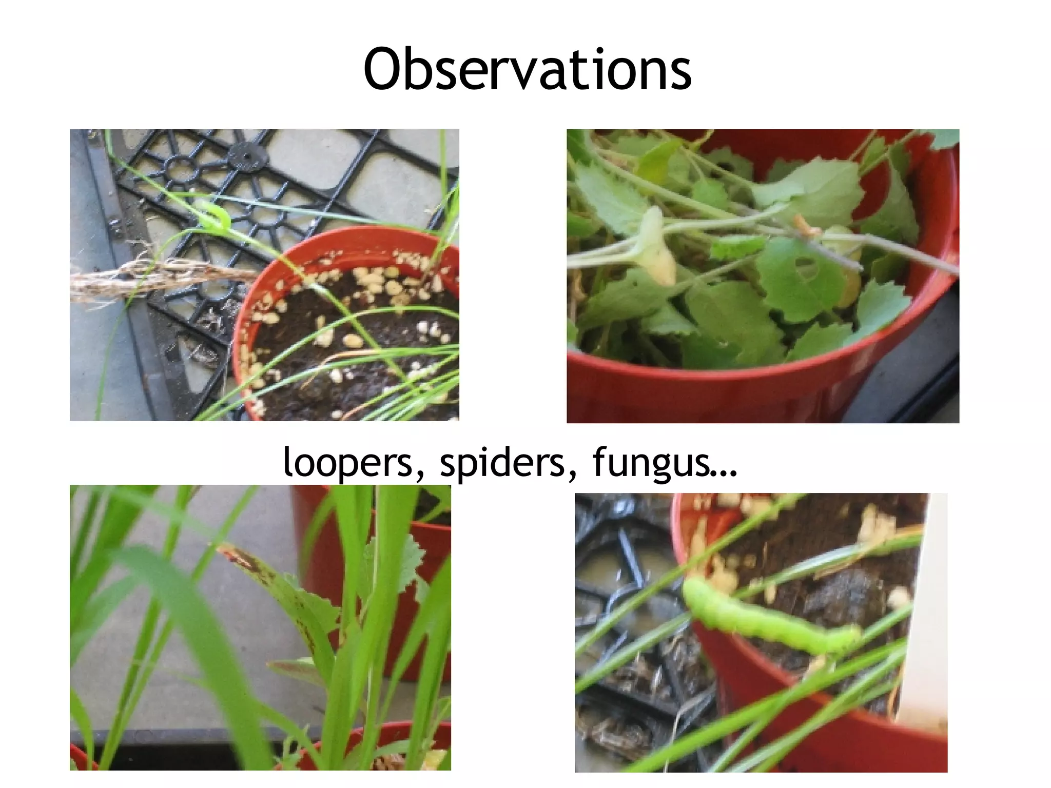 Additive Experiment | PPT