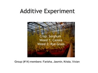 Additive Experiment | PPT