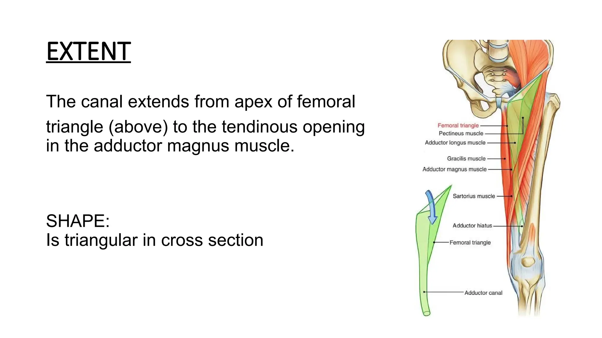 Anatomy of Adductor Canal presentation by Dr ela kinra | PPTX