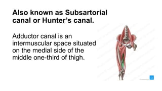 Anatomy of Adductor Canal presentation by Dr ela kinra | PPTX