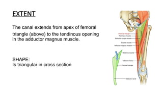 Anatomy of Adductor Canal presentation by Dr ela kinra | PPTX