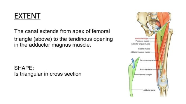 Anatomy of Adductor Canal presentation by Dr ela kinra | PPTX