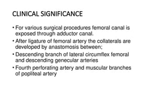 Anatomy of Adductor Canal presentation by Dr ela kinra | PPTX