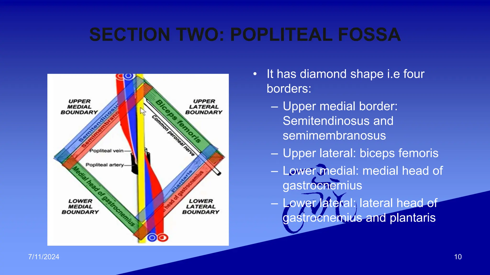 Anatomy of the Adductor Canal and popliteal fossa.pptx
