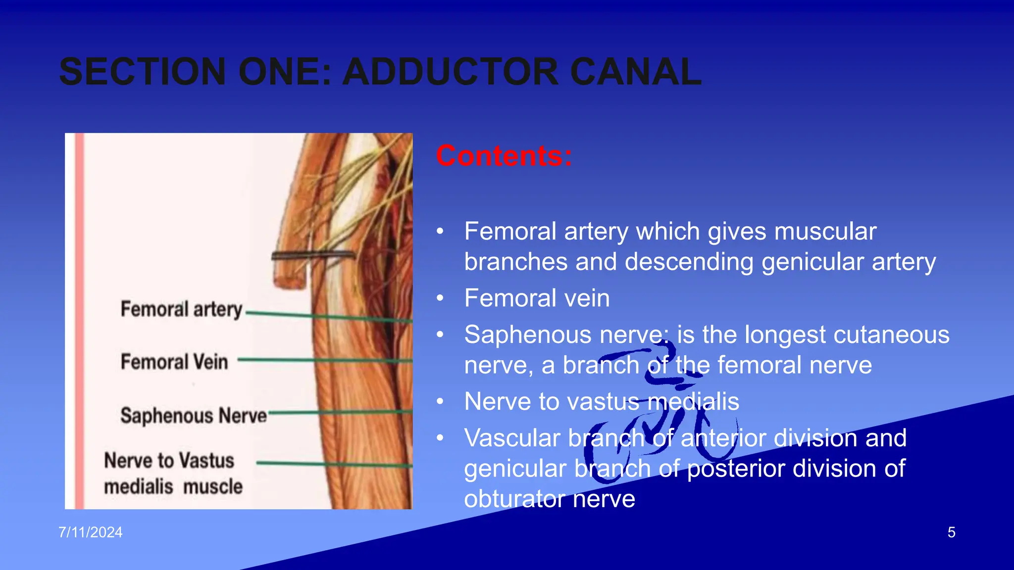 Descending Genicular Artery In Adductor Canal