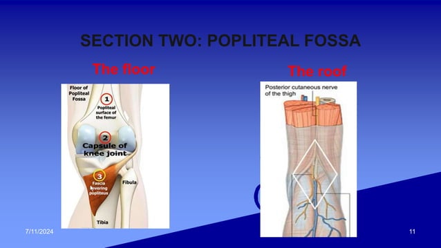 Anatomy Of The Adductor Canal And Popliteal Fossapptx
