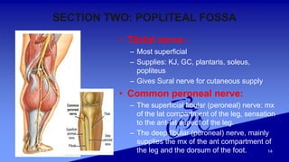 Anatomy of the Adductor Canal and popliteal fossa.pptx