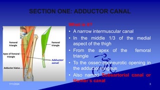 Anatomy of the Adductor Canal and popliteal fossa.pptx