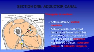 Anatomy of the Adductor Canal and popliteal fossa.pptx
