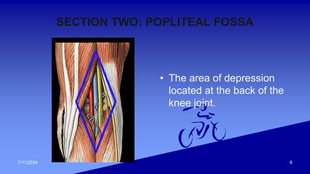 Anatomy of the Adductor Canal and popliteal fossa.pptx